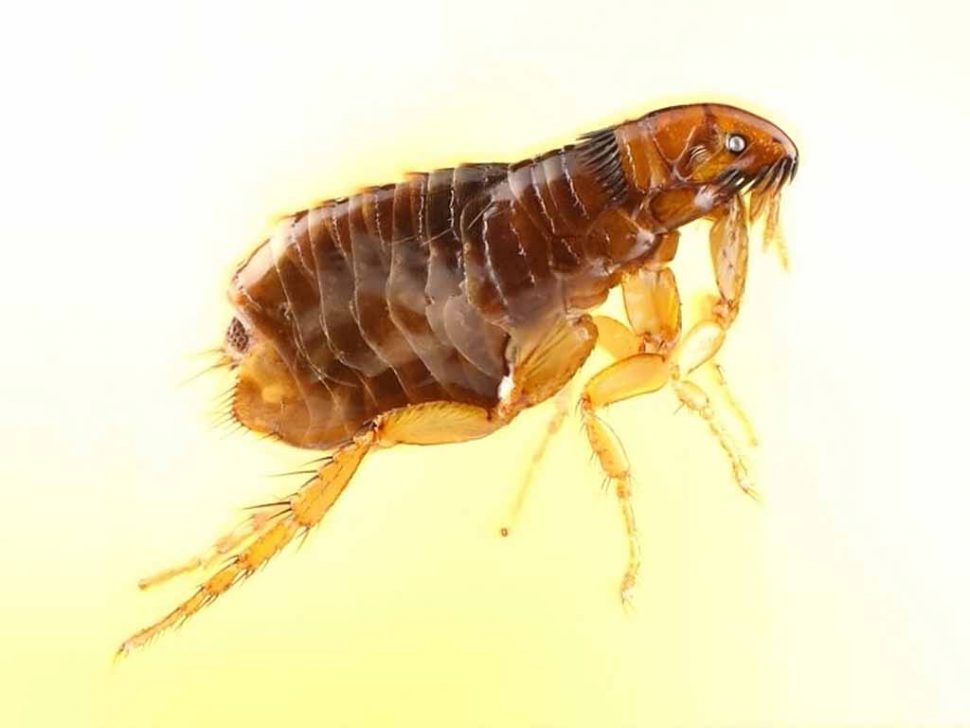 Blchy - profesionálna likvidácia blch